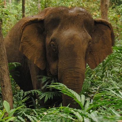 Guide de Voyage du Cambodge - La Province du Mondolkiri | Le Voyage ...