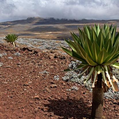 Guide de Voyage de l' Ethiopie - Parc National du Balé | Le Voyage ...