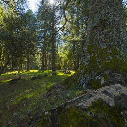 Guide de Voyage du Maroc - La forêt d'Ifrane | Le Voyage Autrement