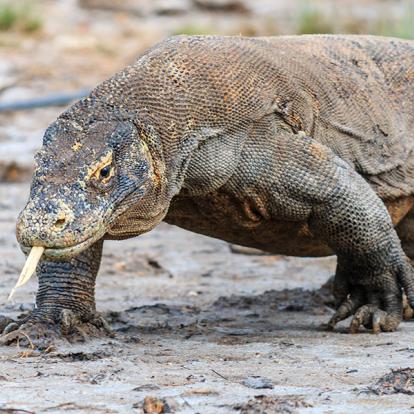 Guide de Voyage de l' Indonésie - Parc National de Komodo (Petites Îles ...