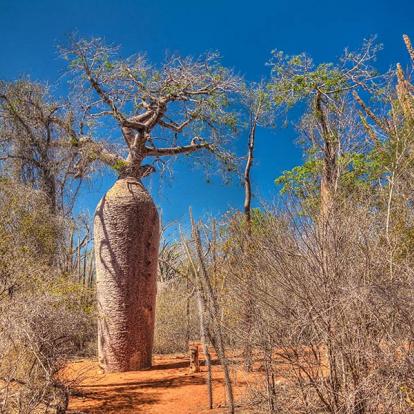 Guide de Voyage de Madagascar - Tuléar (Toliara) | Le Voyage Autrement