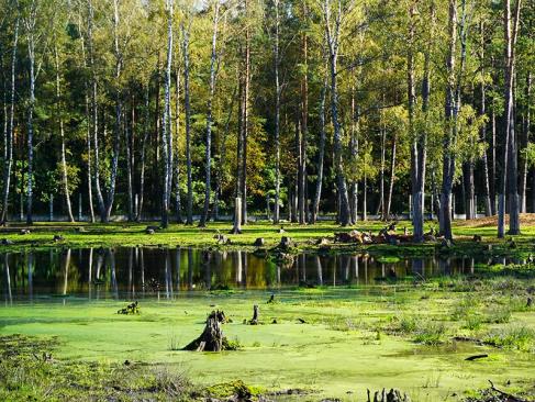Guide de Voyage de Pologne - La Forêt de Bialowieza | Le Voyage Autrement