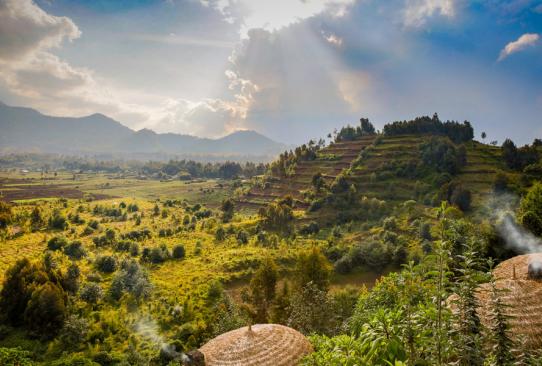 Guide de Voyage du Rwanda - Parc National des Volcans | Le Voyage Autrement