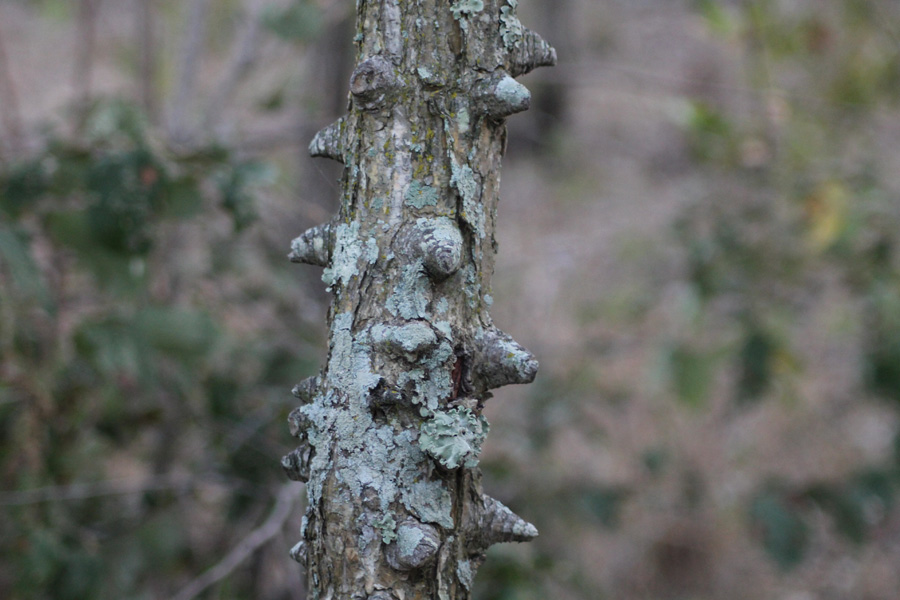 Afrique Du Sud - Les Plantes Magiques d’Afrique du Sud | Le Magazine du ...