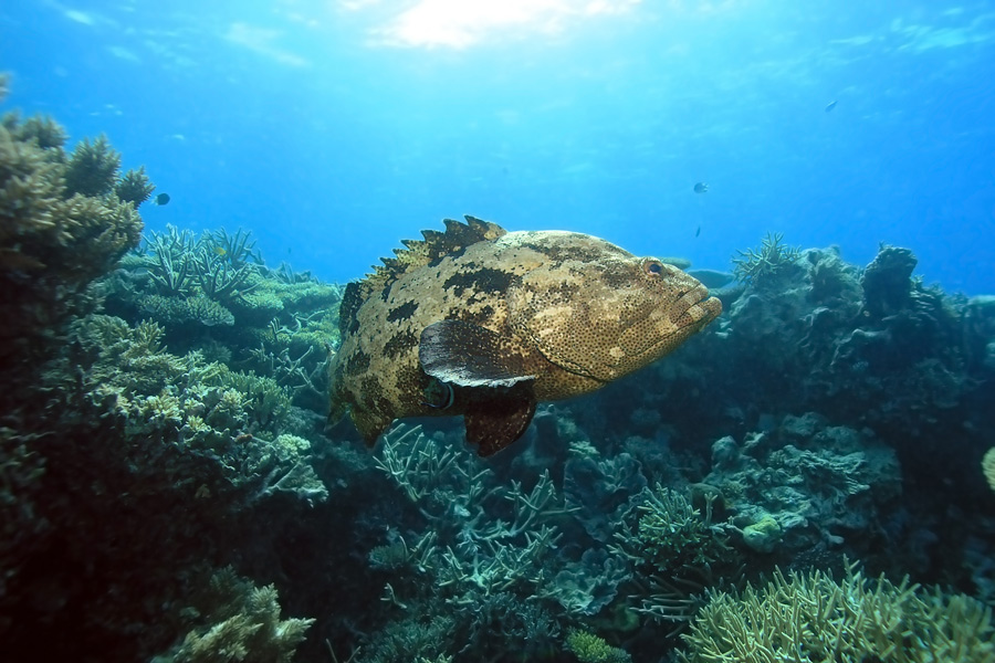 Australie - La Grande Barrière de Corail, l'un des plus beaux joyaux d ...