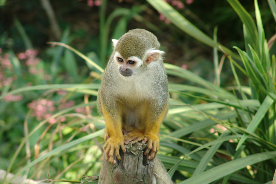 Circuit en Guyane - Séjour « Incontournable » en Guyane | Le Voyage ...